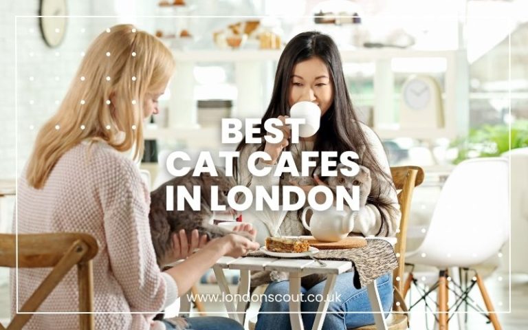 → Best Cat Cafes in London: Purr-fect Spots for Cat Lovers (2025 ...